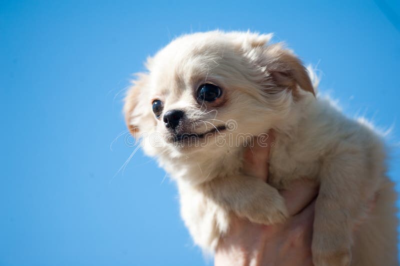 Bebé Chiwawa. foto de archivo. Imagen de lindo, chihuahua - 21916632