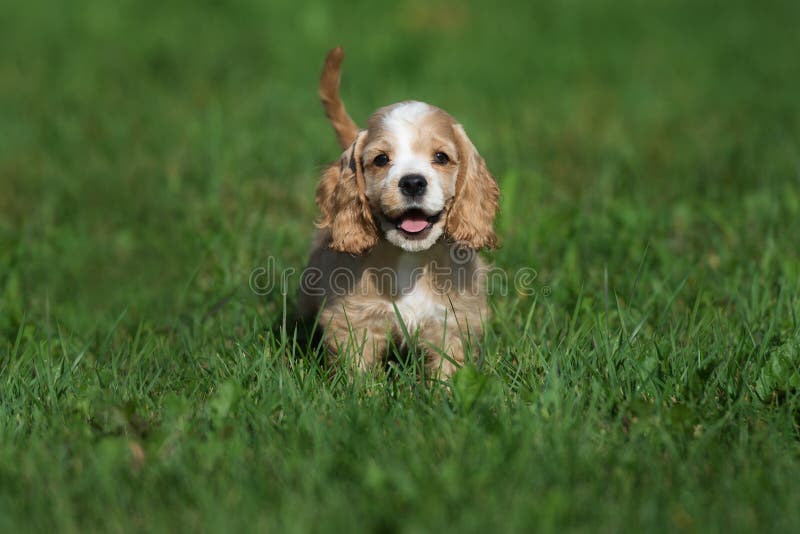 Americano Sonriente Lindo Cocker Spaniel De La Raza Del Perro Foto de ...