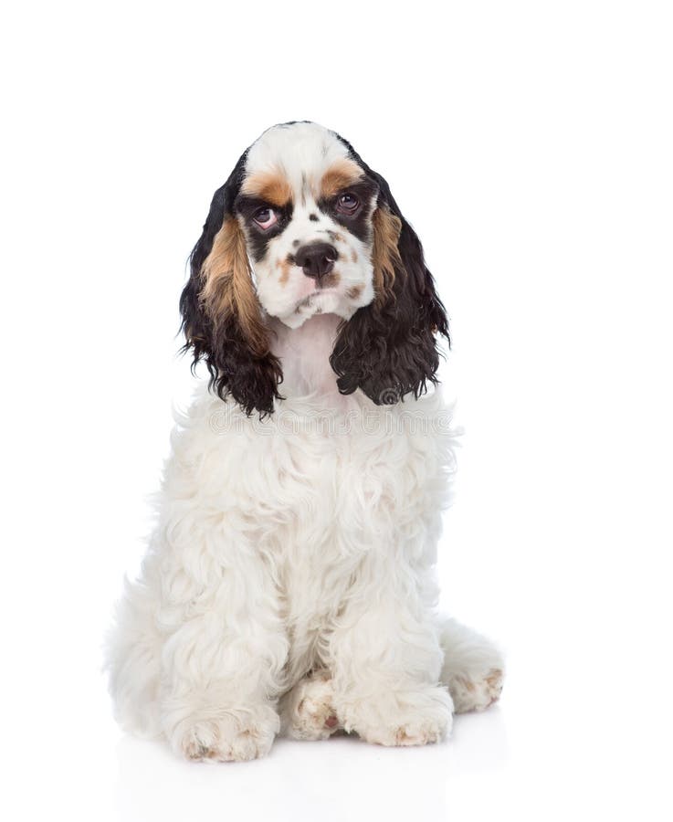 Cocker Spaniel En El Estudio Con Fondo Blanco Foto de archivo - Imagen ...