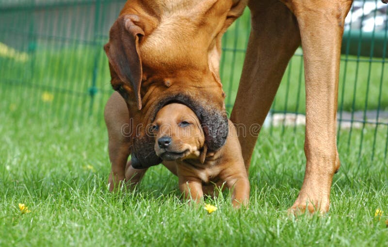 Perro Joven Sumiso Que Se Sienta En El Bosque Foto de archivo - Imagen ...