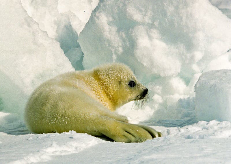Perrito De Foca De Groenlandia Del Bebé Imagen de archivo - Imagen de ...