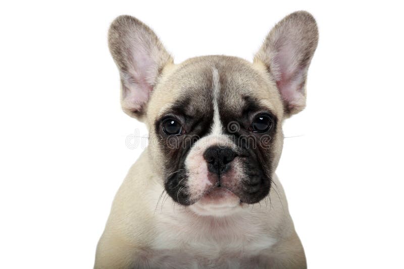 Perrito de Frenchie imagen de archivo. Imagen de fondo - 28669991