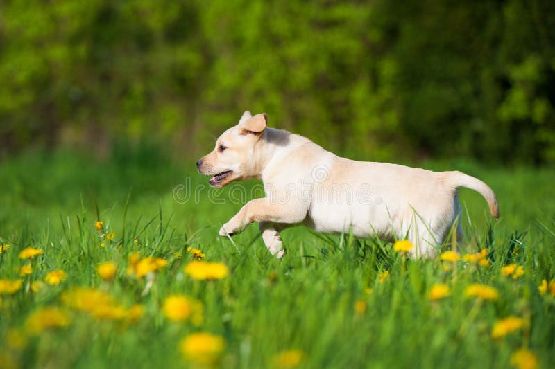 Perrito De Funcionamiento De Labrador En Un Prado De La Primavera ...