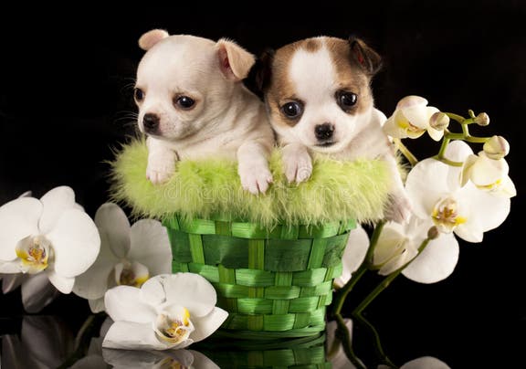 Perrito de la chihuahua foto de archivo. Imagen de calma - 29458586