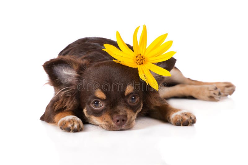 Perrito De La Chihuahua Con Una Flor Amarilla Imagen de archivo ...
