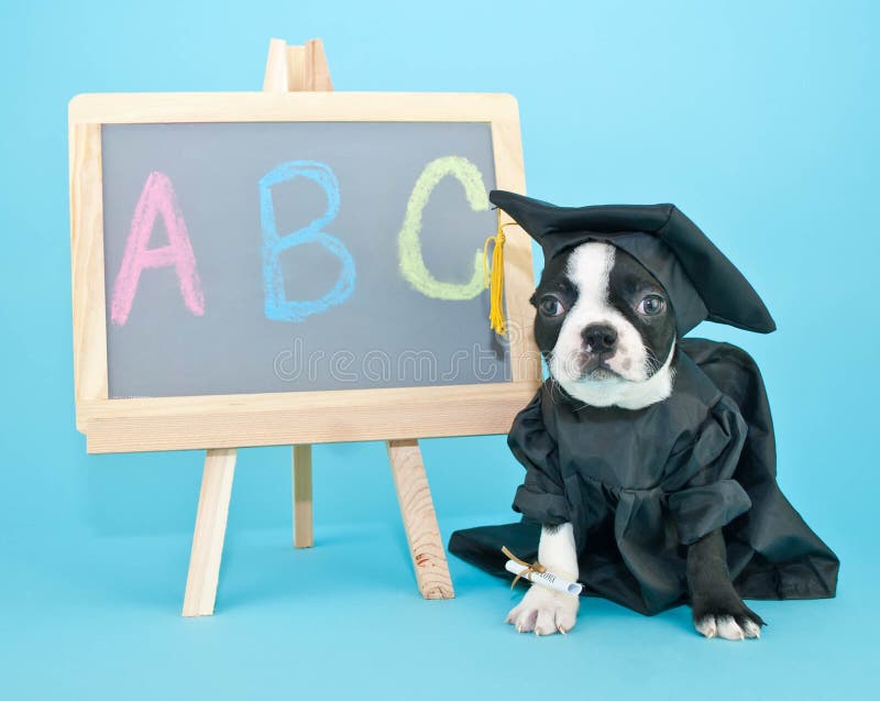 Dos Havaneses Graduados Distinguidos Con Gorro Imagen de archivo ...