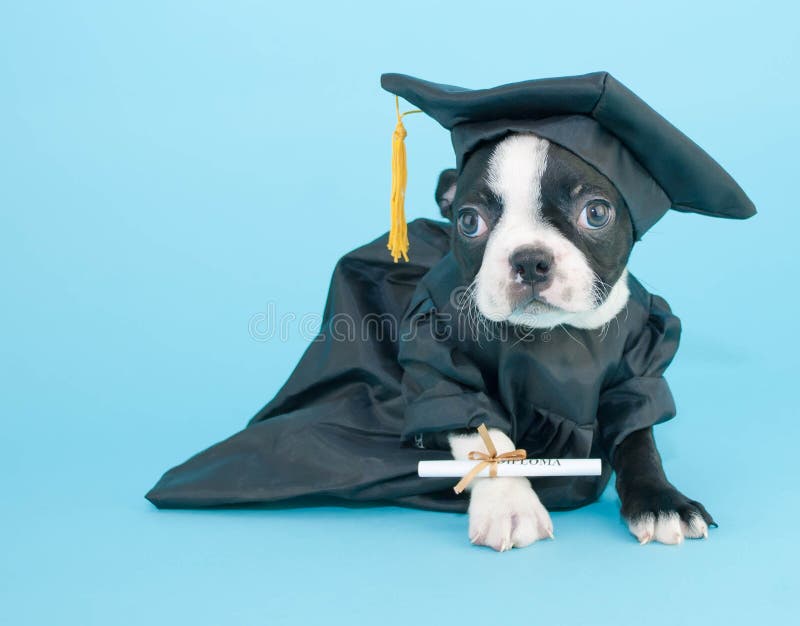 332 Perro Graduado De La Graduación Fotos de stock - Fotos libres de ...