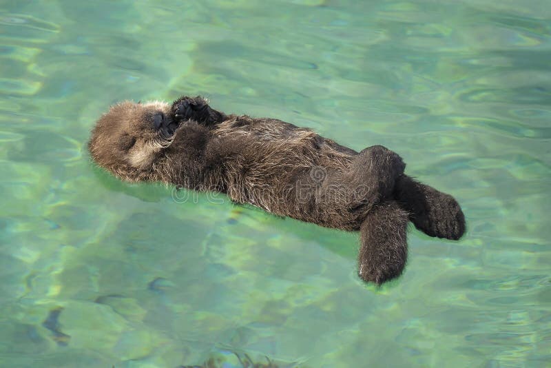 Dos Nutrias De Mar Que Flotan En Las Aguas Costeras De La Isla Adentro ...