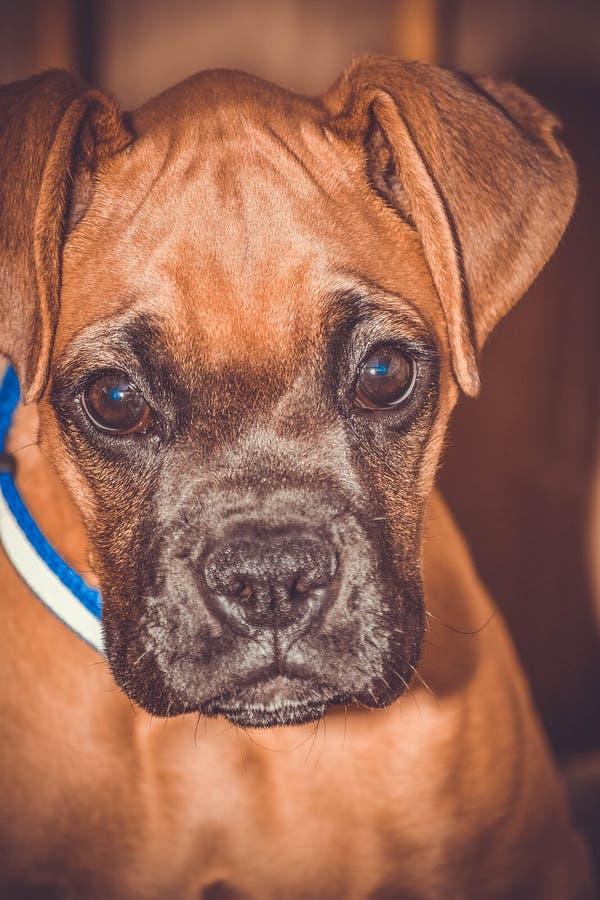 Perrito De La Raza Del Boxeador Foto de archivo - Imagen de canino ...