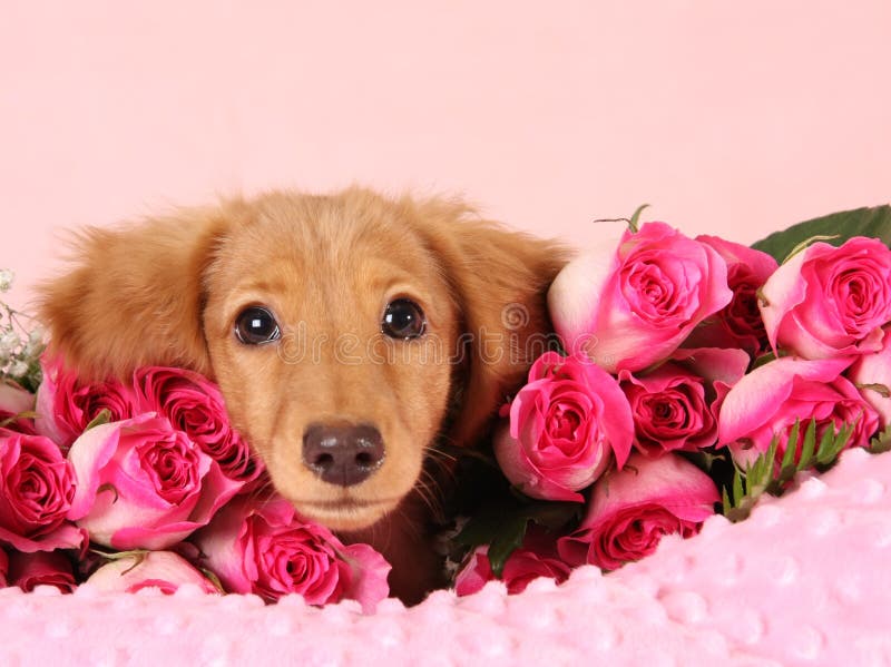 Perro De Perrito Con La Flor Foto de archivo - Imagen de enhorabuena ...