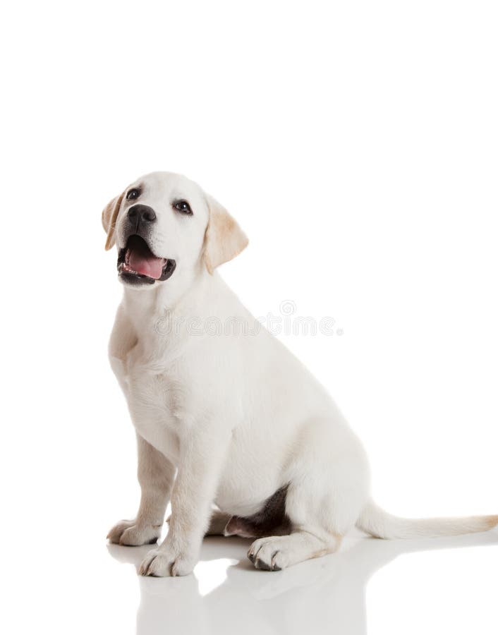 Perrito de Labrador foto de archivo. Imagen de amigo - 18384162