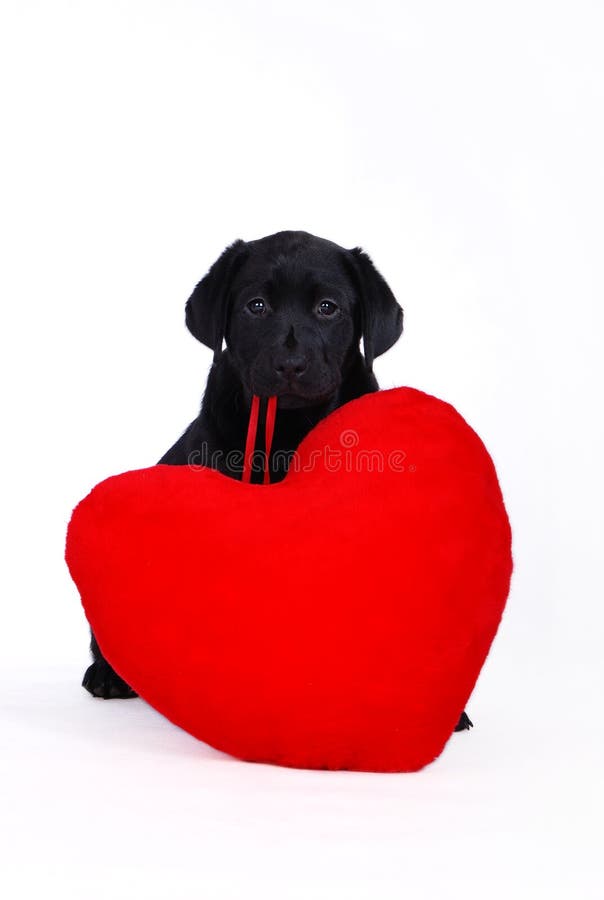 Perrito De Labrador Con El Corazón Rojo Foto de archivo - Imagen de ...