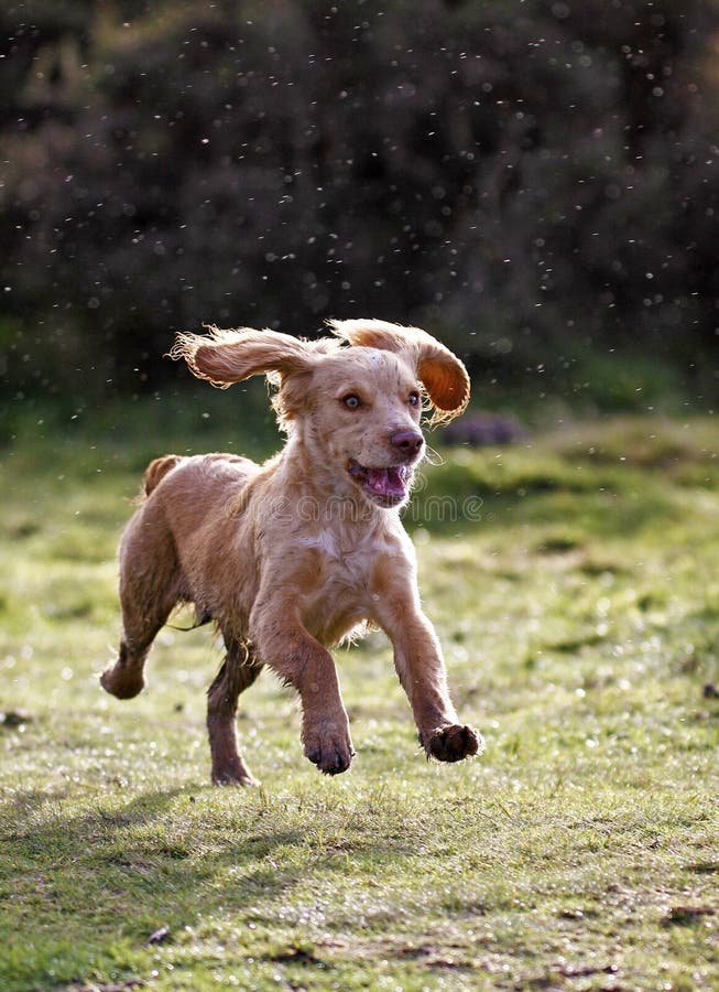 Perrito De Oro Del Perro De Aguas De Cocker Imagen de archivo - Imagen ...