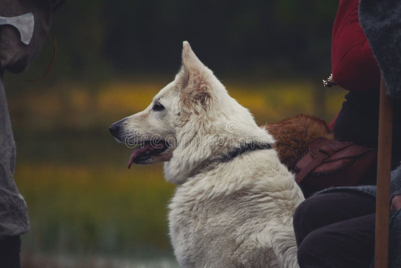 Perrito De Pastor Blanco O Berger Blanc Suisse Foto de archivo - Imagen ...