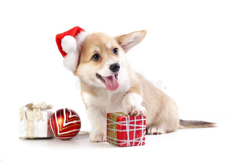 Perrito De Pembroke Welsh Corgi Imagen de archivo - Imagen de lindo ...