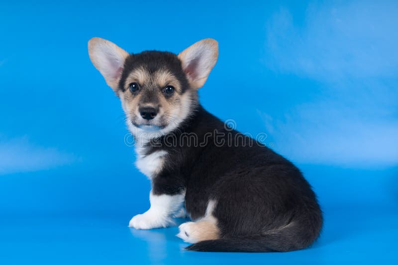 Perrito De Pembroke Welsh Corgi Foto de archivo - Imagen de perro ...