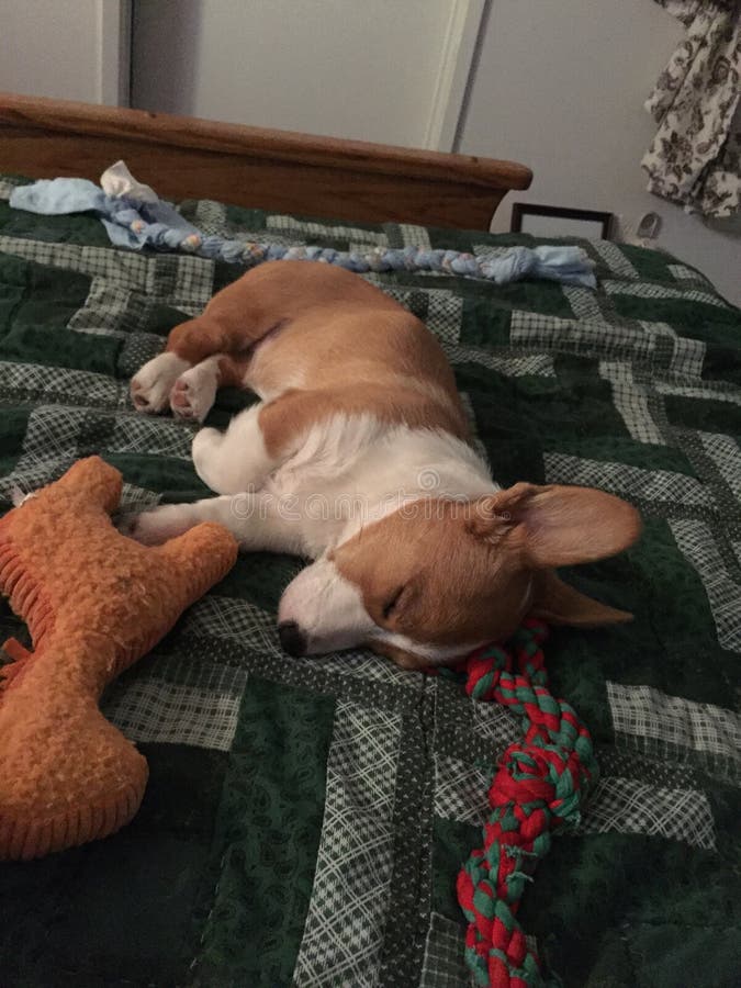 Perrito De Pembroke Welsh Corgi Dormido Imagen de archivo - Imagen de ...