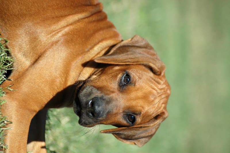 Perrito de Rhodesian imagen de archivo. Imagen de cara - 3674759