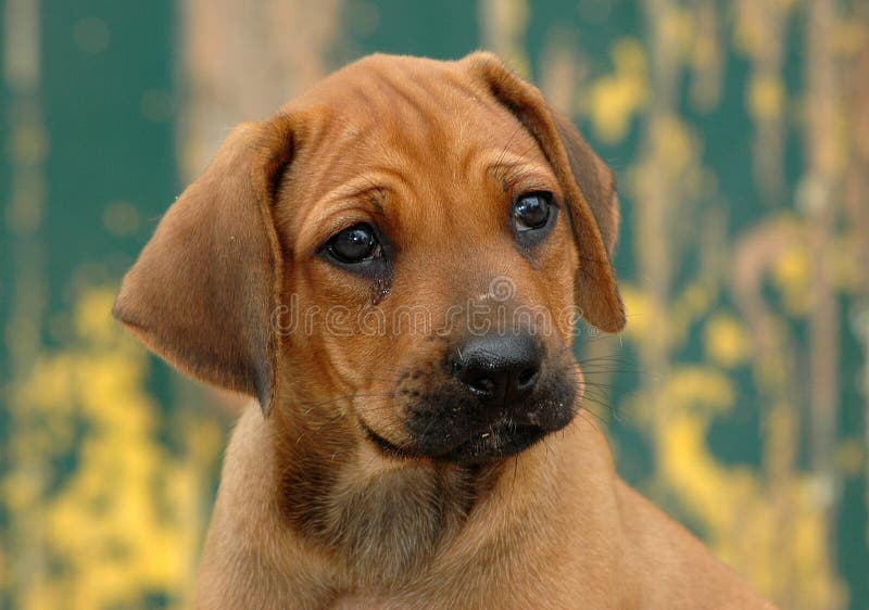 Perrito De Rhodesian Ridgeback Imagen de archivo - Imagen de horizontal ...
