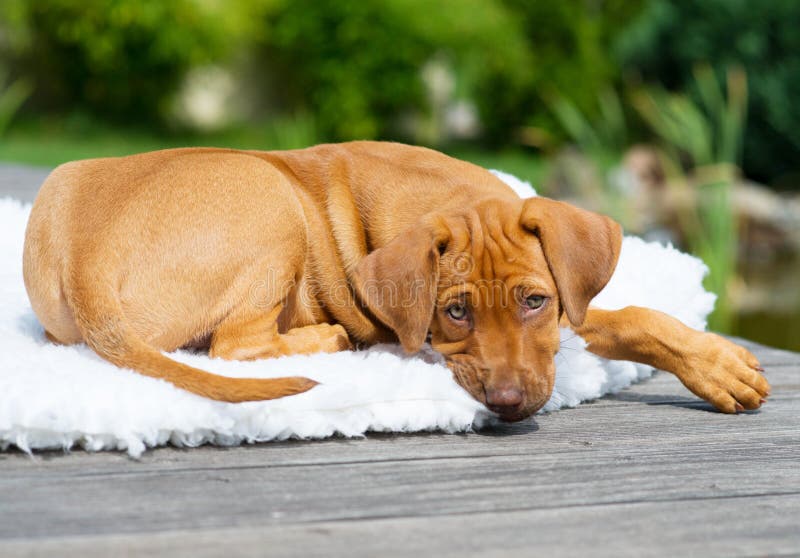 Perrito De Rhodesian Ridgeback En La Manta Imagen de archivo - Imagen ...