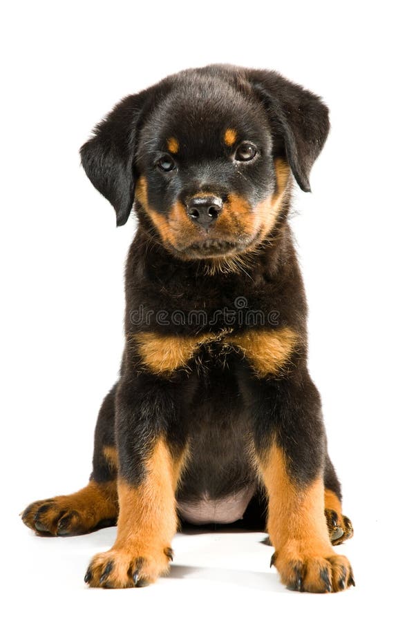 Bebé Rottweiler foto de archivo. Imagen de runt, animal - 1150680