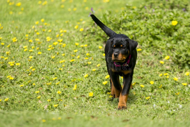 Perrito De Rottweiler Del Bebé Foto de archivo - Imagen de caminata ...