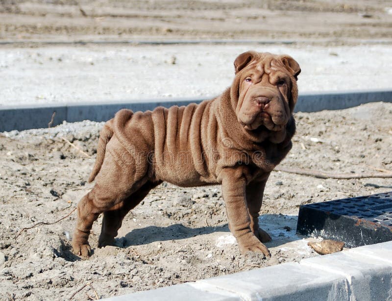 Perrito De Sharpei Con La Taza De Café Foto de archivo - Imagen de ...
