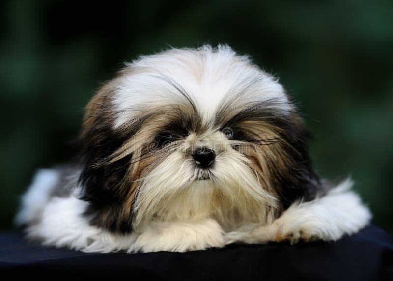Cara Del Perrito De Shih Tzu Imagen de archivo - Imagen de primer ...