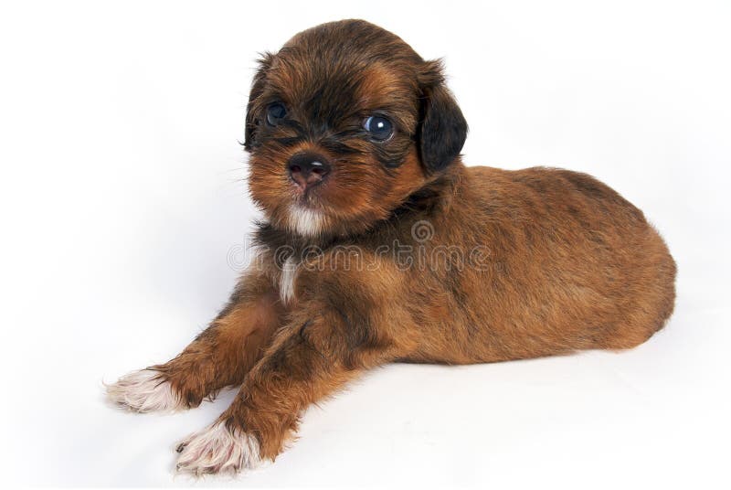 Perrito de Shisu foto de archivo. Imagen de negro, comodidad - 14931714