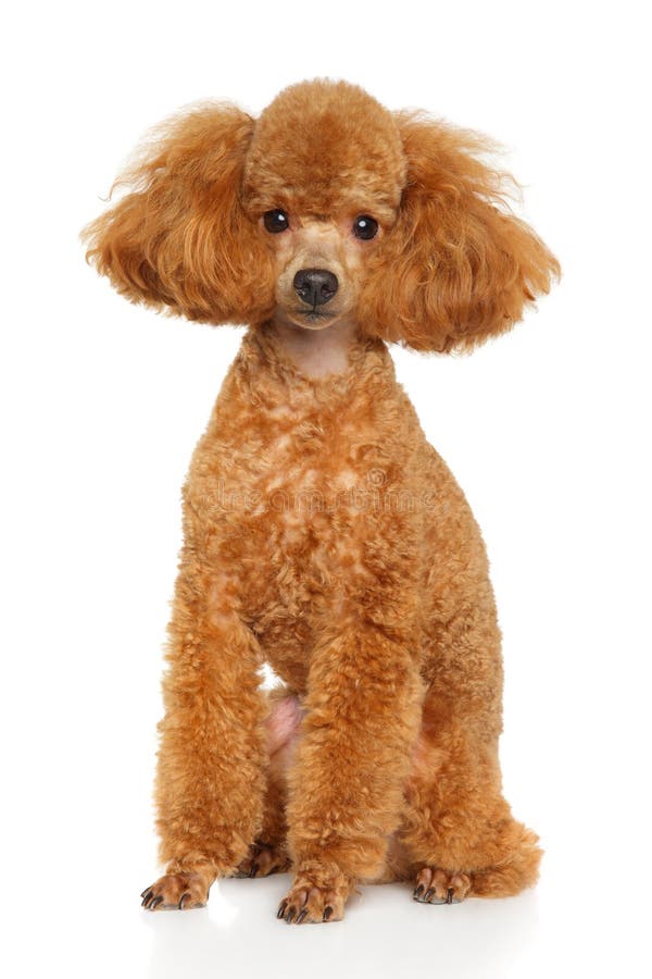 Perrito De Toy Poodle En El Fondo Blanco Foto de archivo - Imagen de ...