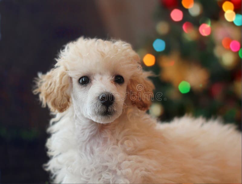 Perrito De Toy Poodle En La Navidad Imagen de archivo - Imagen de ...