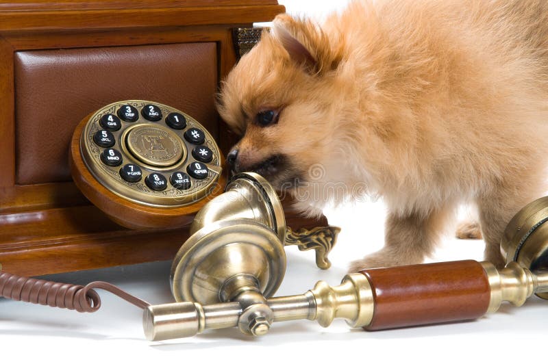 Perrito De Un Perro De Pomerania-perro Con El Teléfono Imagen de ...