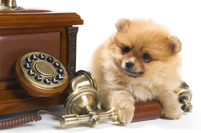 Perrito De Un Perro De Pomerania-perro Con El Teléfono Imagen de ...
