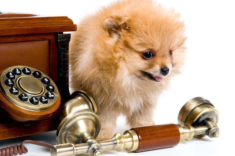 Perrito De Un Perro De Pomerania-perro Con El Teléfono Imagen de ...