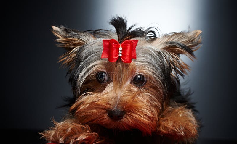 Perrito De York Con La Corbata De Lazo Roja En Su Cabeza Foto de ...