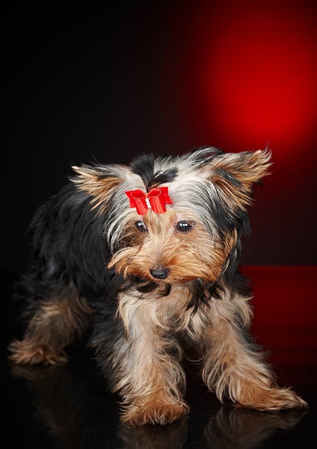 Perrito De York Con La Corbata De Lazo Roja En Su Cabeza Imagen de ...