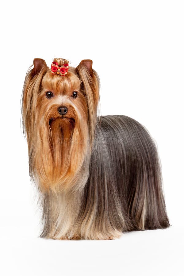 Perrito de Yorkie foto de archivo. Imagen de mini, siéntese - 18711936