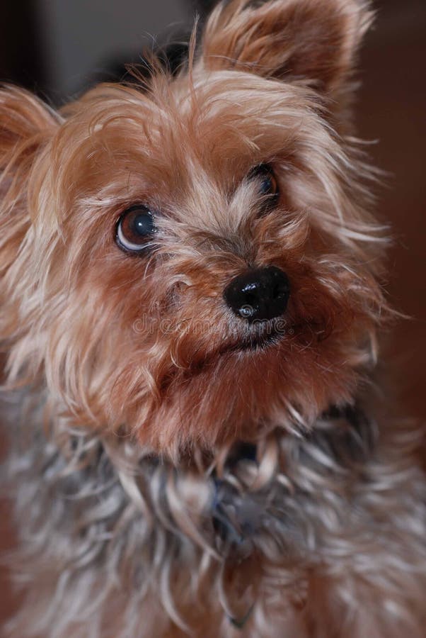 Perrito de Yorkie foto de archivo. Imagen de casta, boca - 1998958