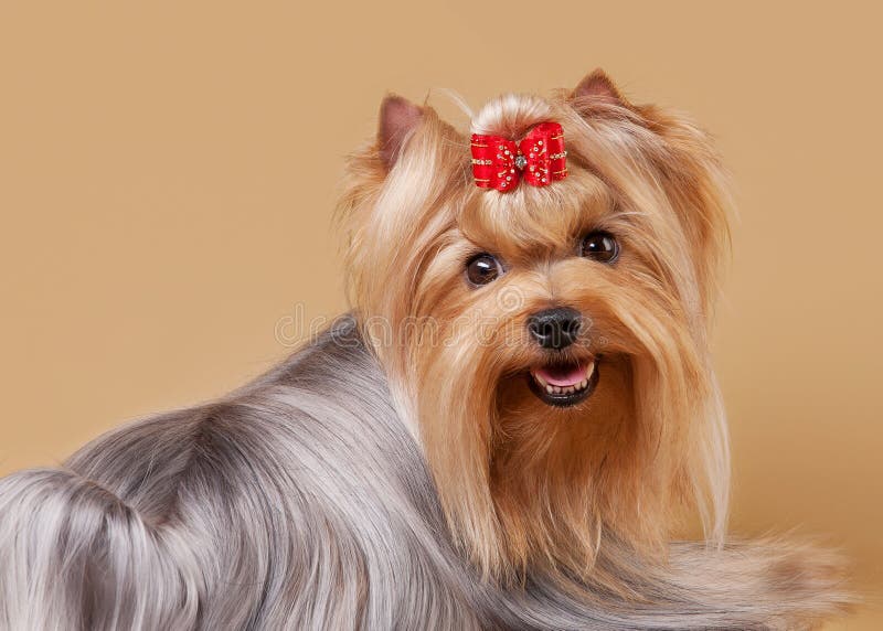 Perrito de Yorkie foto de archivo. Imagen de pelo, piel - 26484590