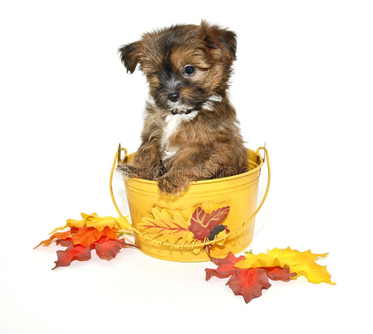 Perrito de Yorkie-Poo imagen de archivo. Imagen de imagen - 21252635