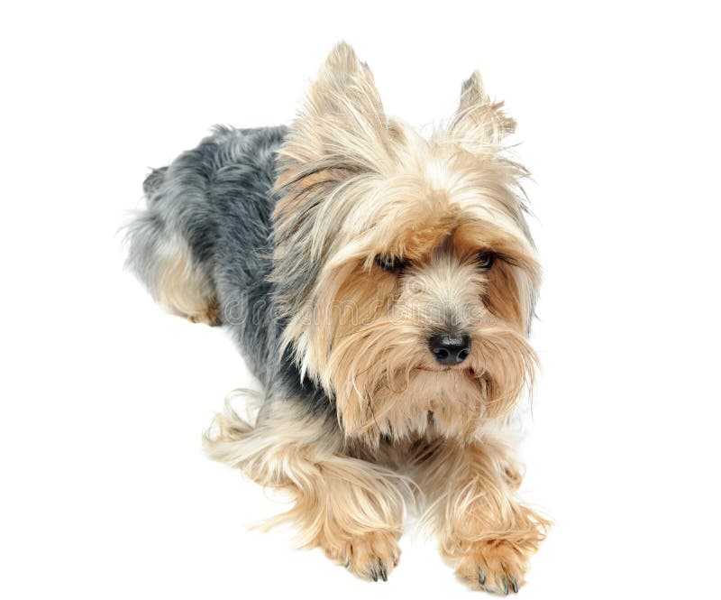 Perritos Del Terrier De Yorkshire En Fondo Gris Foto de archivo ...