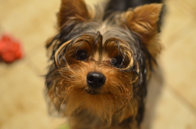 Perrito de Yorkshire foto de archivo. Imagen de mascotas - 38899176