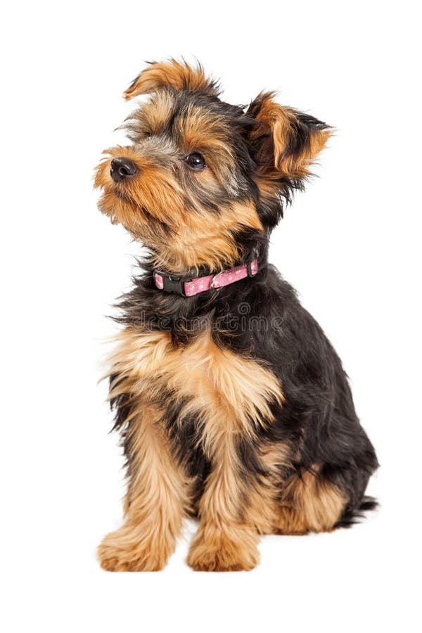 Perrito De Yorkshire Terrier Que Se Sienta Al Lado Foto de archivo ...