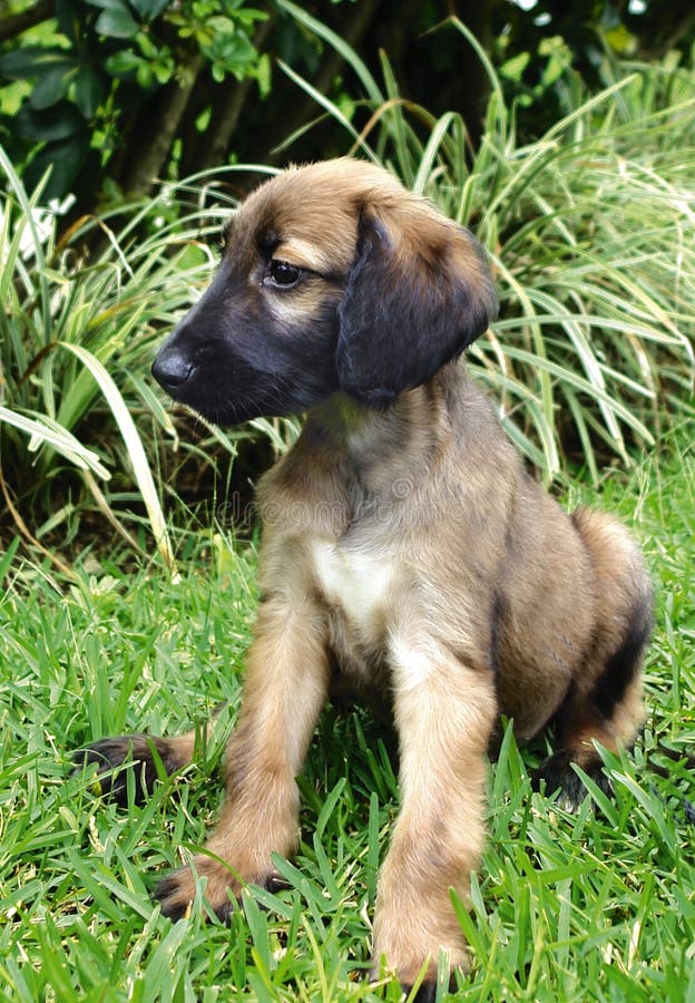 Galgo afgano posando foto de archivo. Imagen de perrito - 1642260