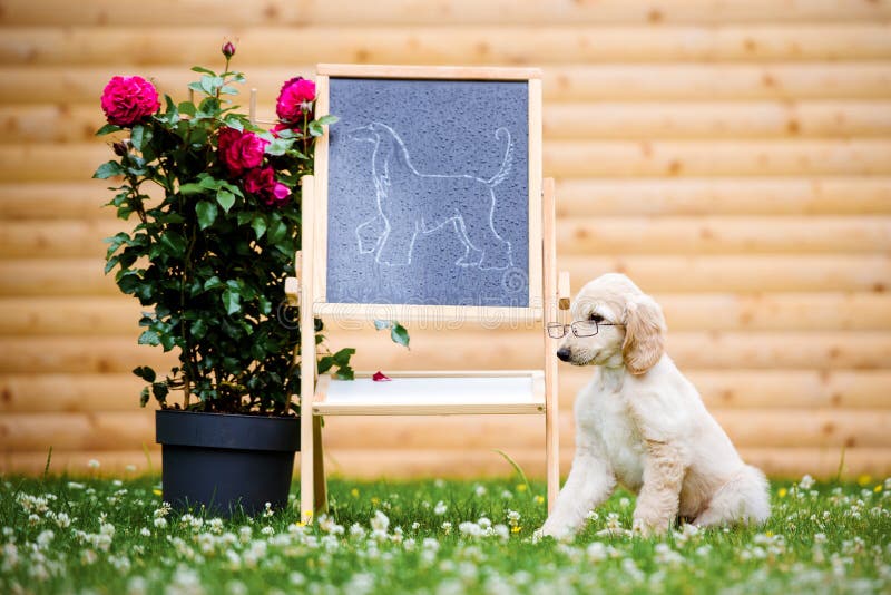 Perrito Del Afgano Que Presenta Una Raza Imagen de archivo - Imagen de ...
