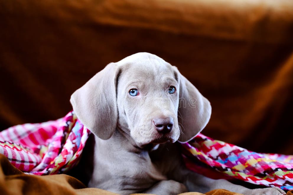 Perrito Del Azul De Weimaraner Imagen de archivo - Imagen de perro ...