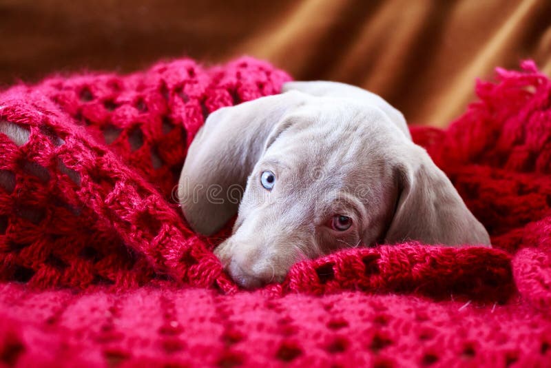 Perrito Del Azul De Weimaraner Foto de archivo - Imagen de poco ...