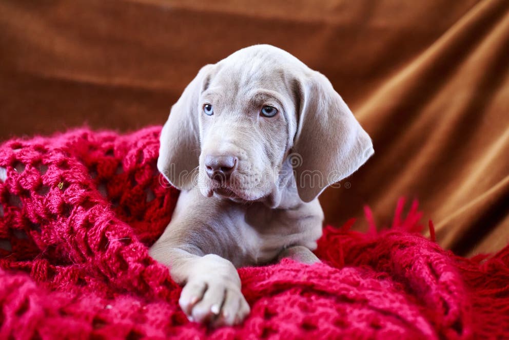 Perrito Del Azul De Weimaraner Foto de archivo - Imagen de puntero ...