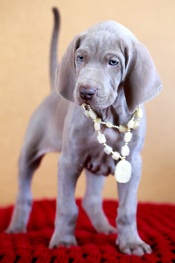 Perrito Del Azul De Weimaraner Foto de archivo - Imagen de azul, perro ...