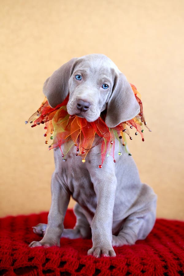Perrito Del Azul De Weimaraner Imagen de archivo - Imagen de rosa ...